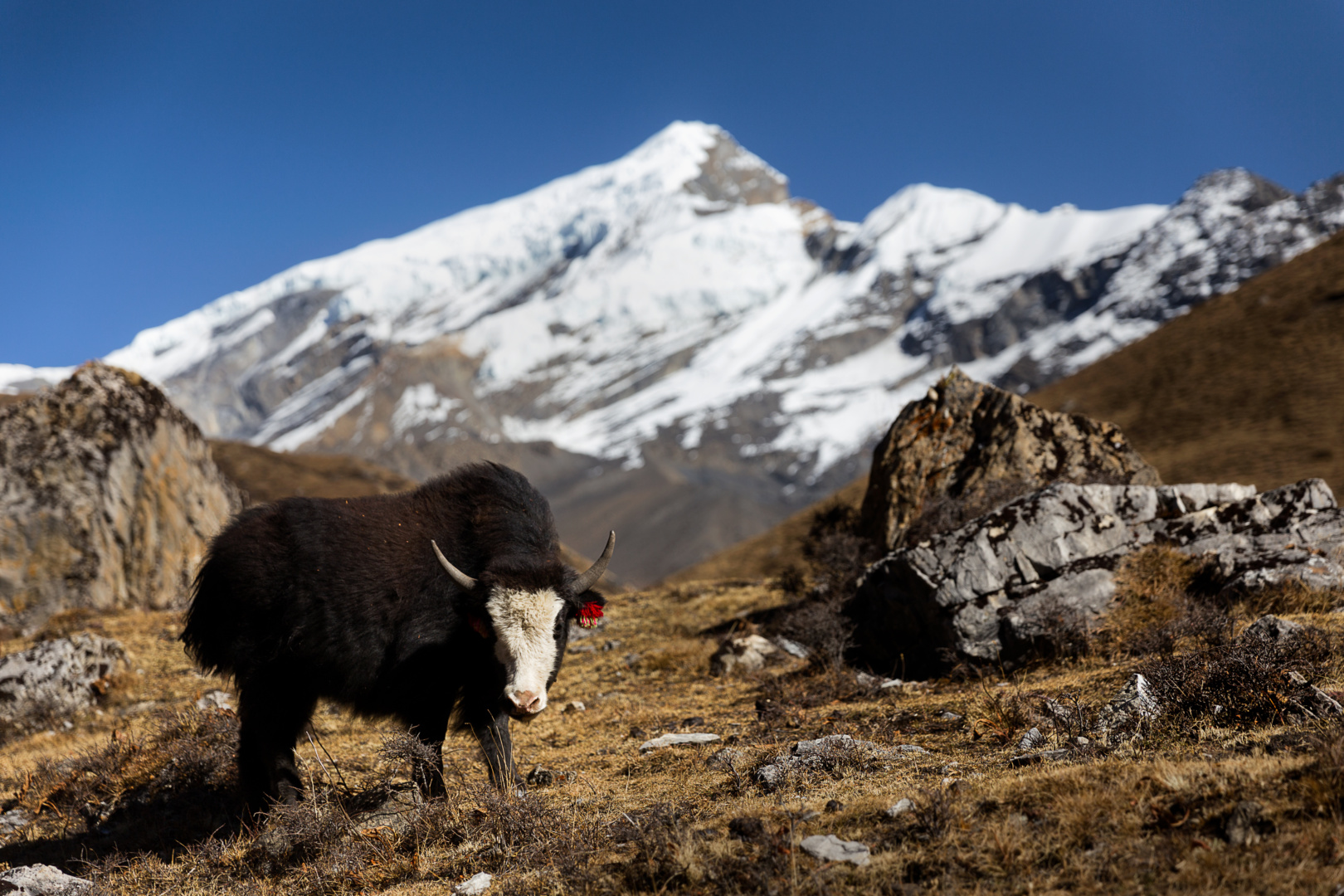 Nepalese yak and Chulu West. - Himalayan Geographic