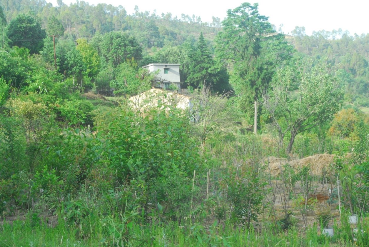 Alaap- a new life to the old forest - Himalayan Geographic
