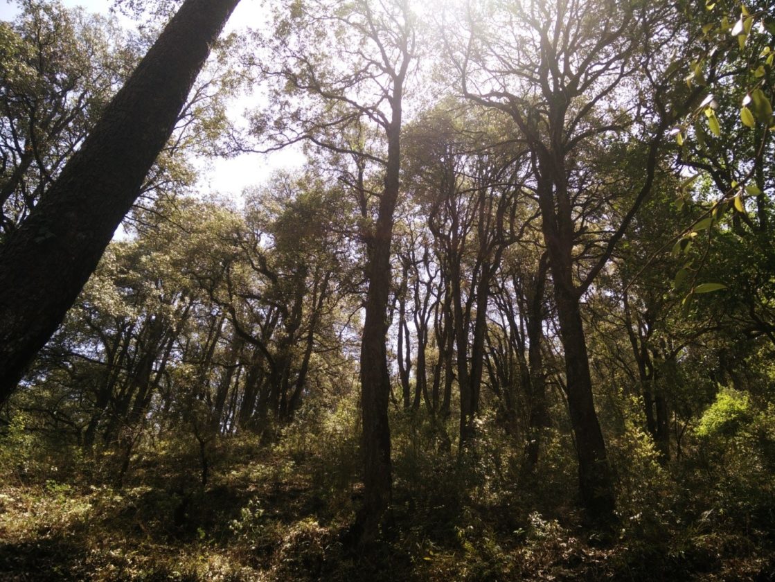 Alaap- a new life to the old forest - Himalayan Geographic