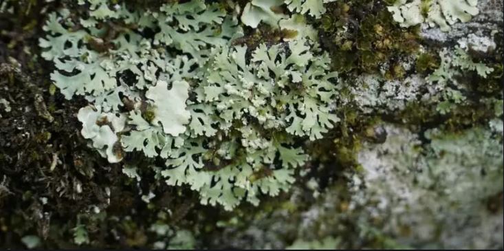 India’s First Lichen Park Comes up in Uttarakhand - Himalayan Geographic